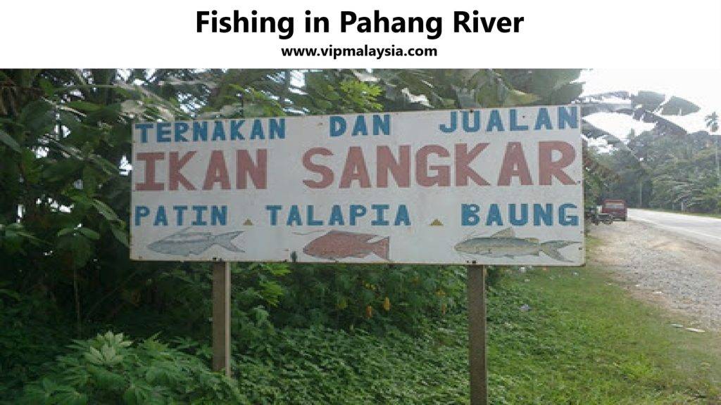 Fishing in Pahang River: Malaysia’s Ultimate Destination – vipmalaysia.com